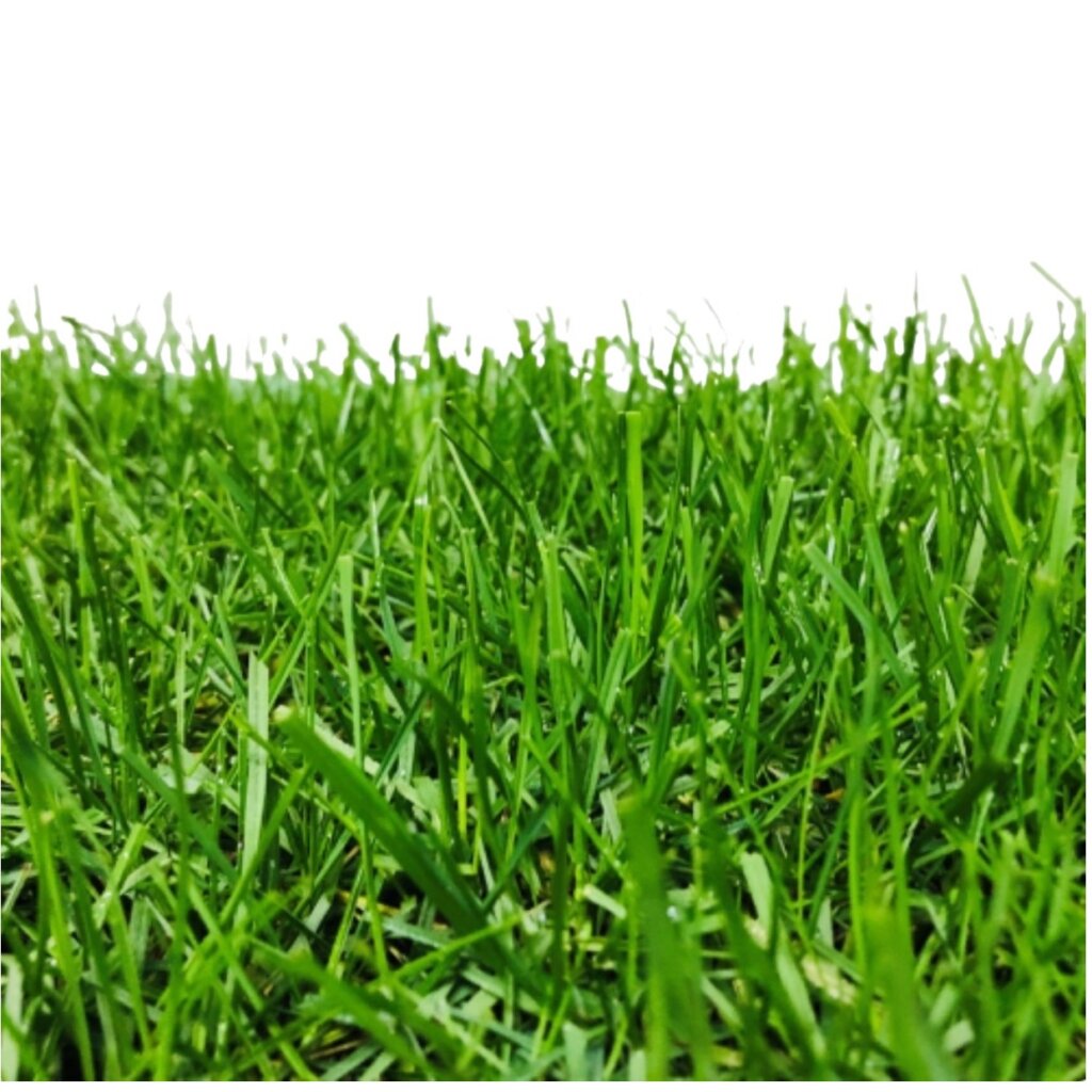COURT YARD LAWN SEED MIX - Yardlands