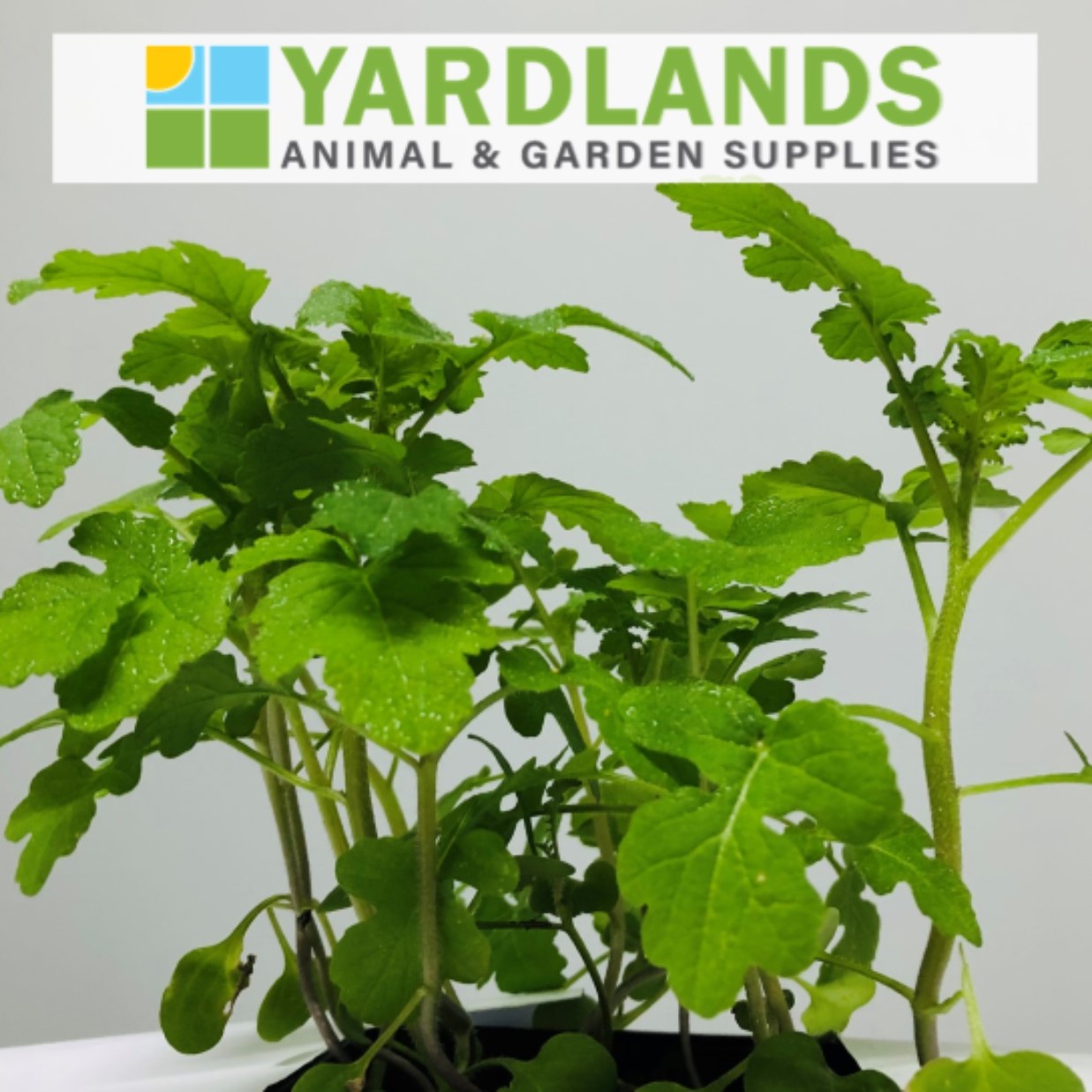 MUSTARD SEED Yardlands