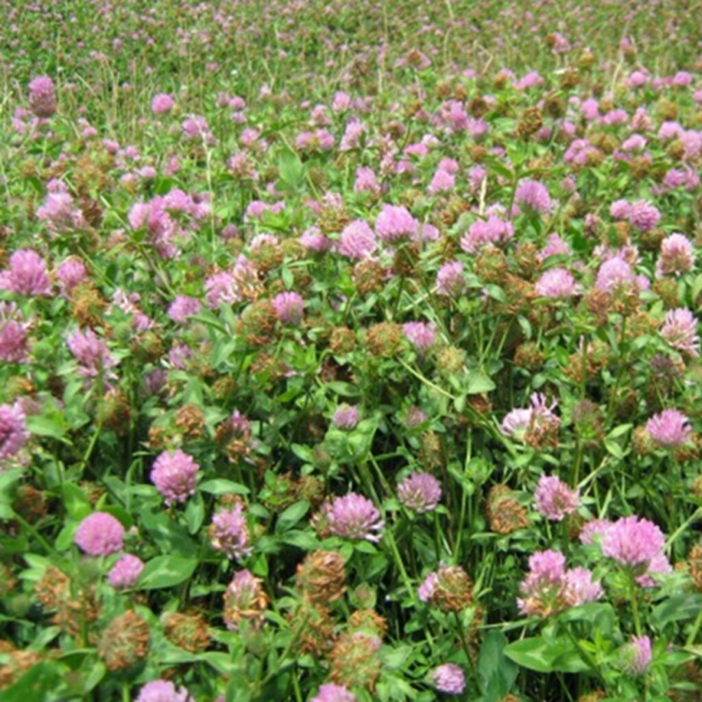 RED CLOVER - Yardlands