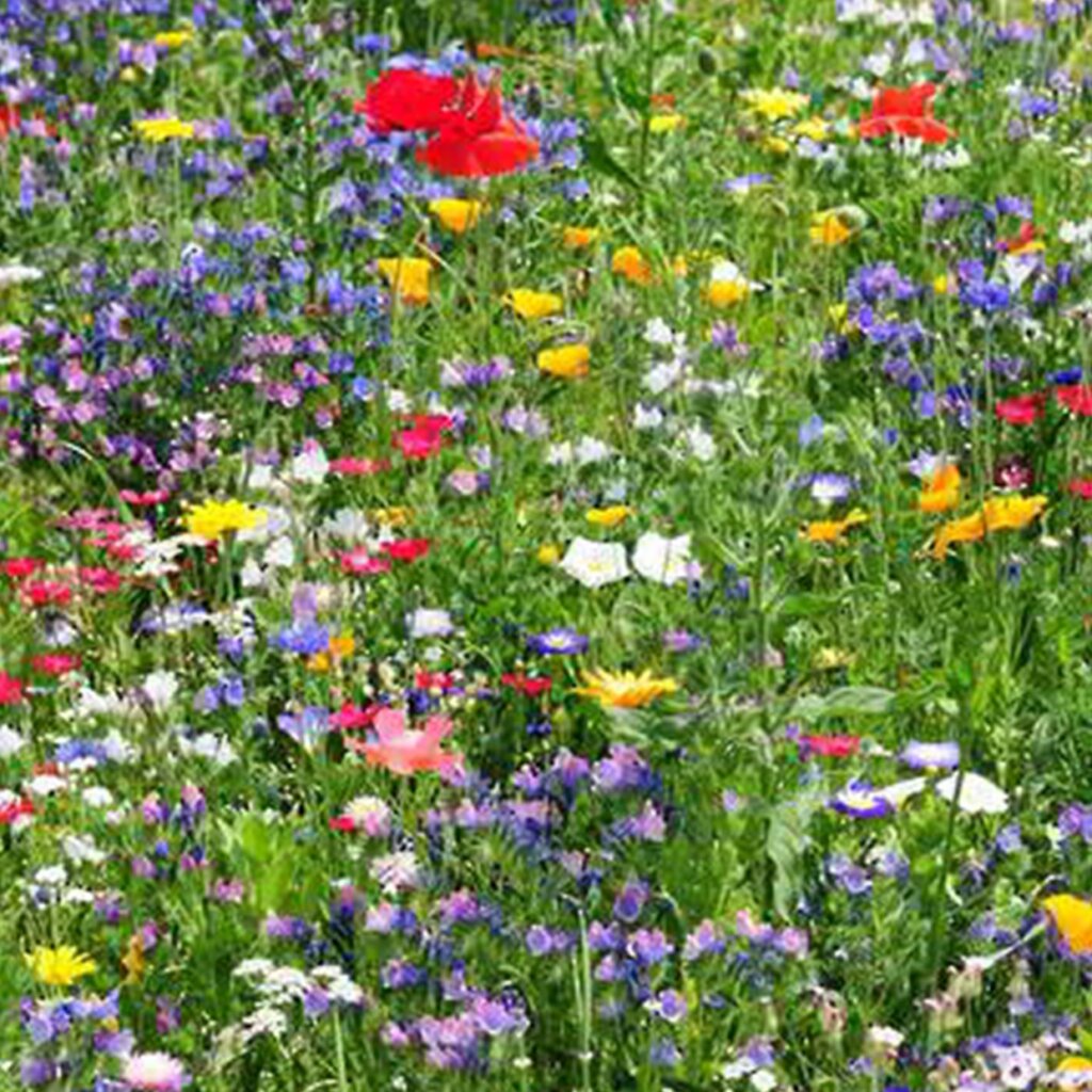 WILDFLOWER BENEFICIAL INSECT BLEND - Yardlands