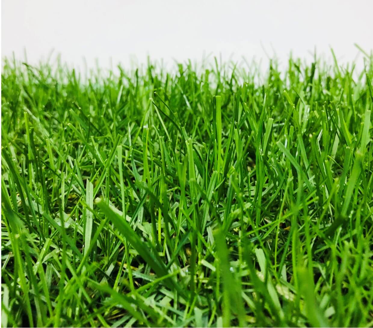 LAWN MOSS - Yardlands