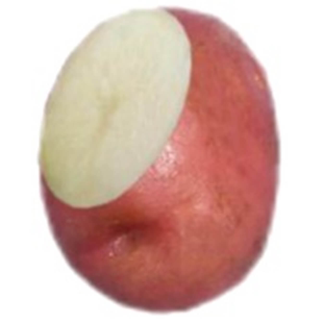 YARDLANDS SPRING SEED SELECTION - Yardlands