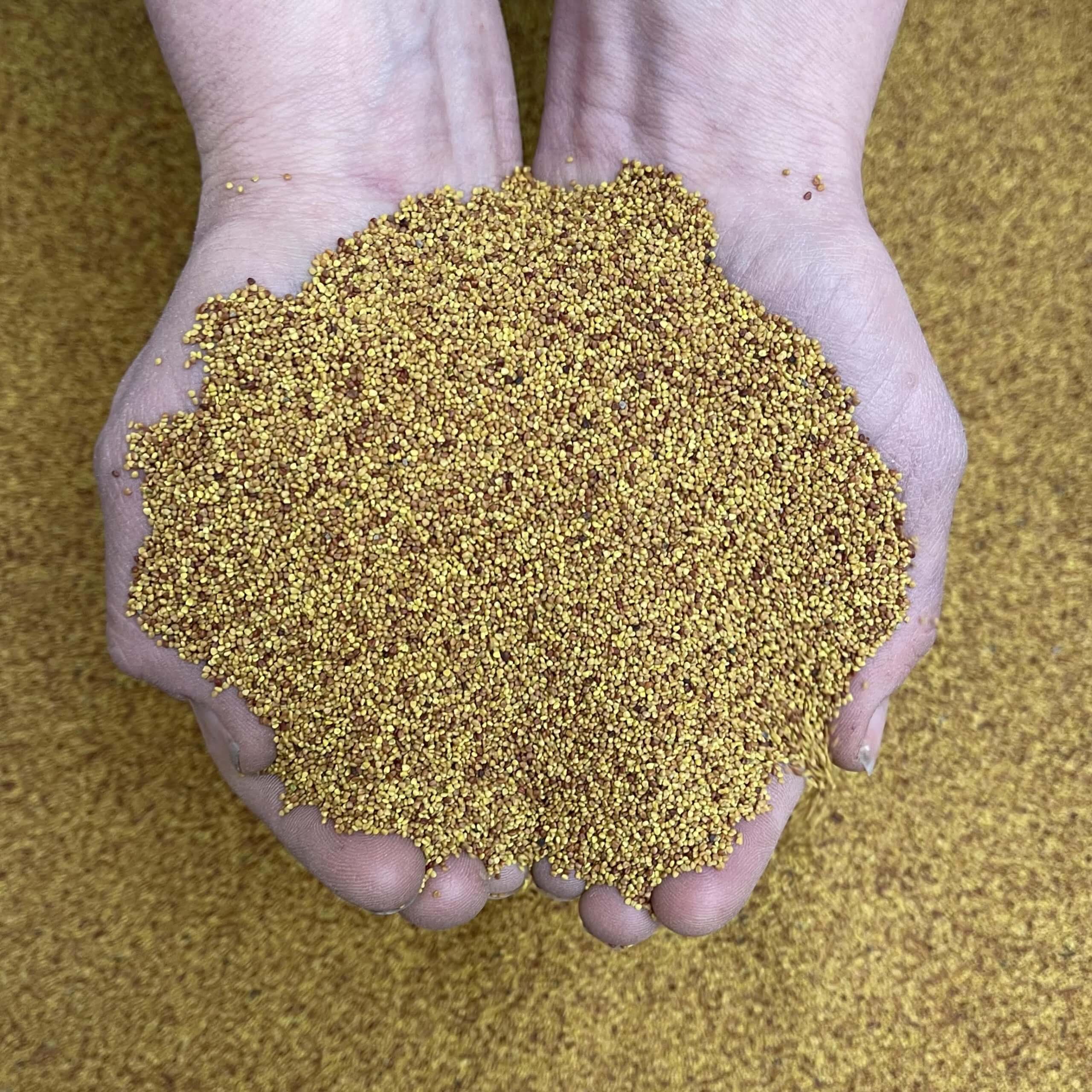 YARDLANDS SPRING SEED SELECTION - Yardlands